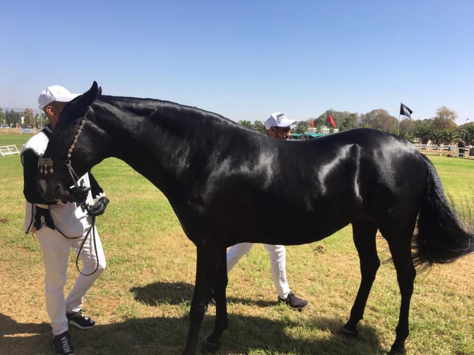 Le Cheval au Maroc : Symbole de Noblesse, Héritage et Fierté Nationale ...
